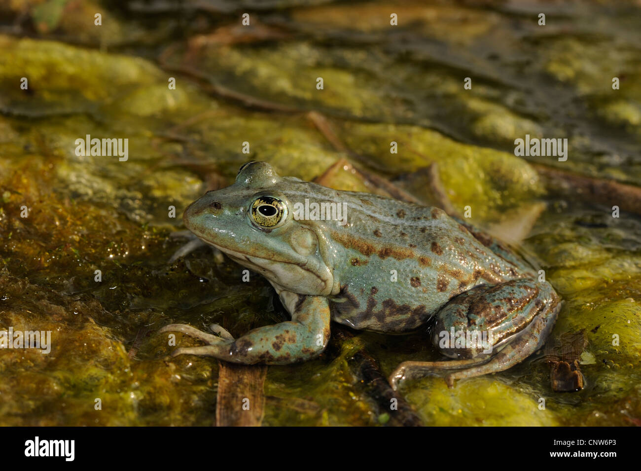 marsh frog, lake frog (Rana ridibunda), blue lake frog, Germany ...