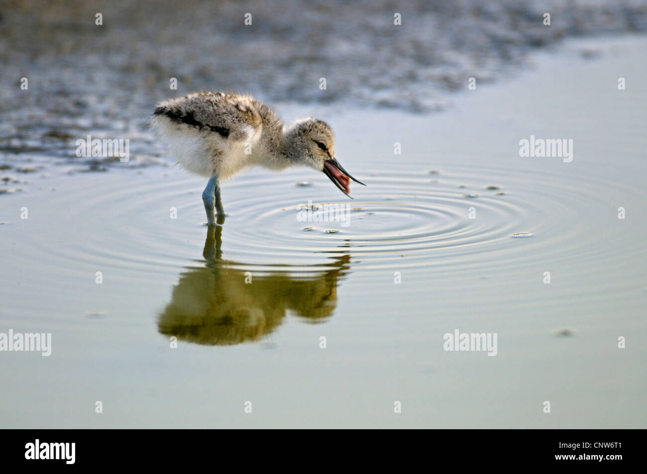 pied avocet (Recurvirostra avosetta), chick on the feed with prey ...