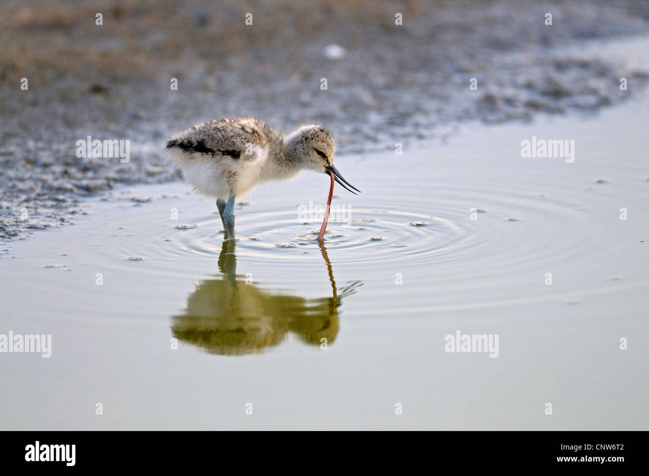pied avocet (Recurvirostra avosetta), chick on the feed with prey ...