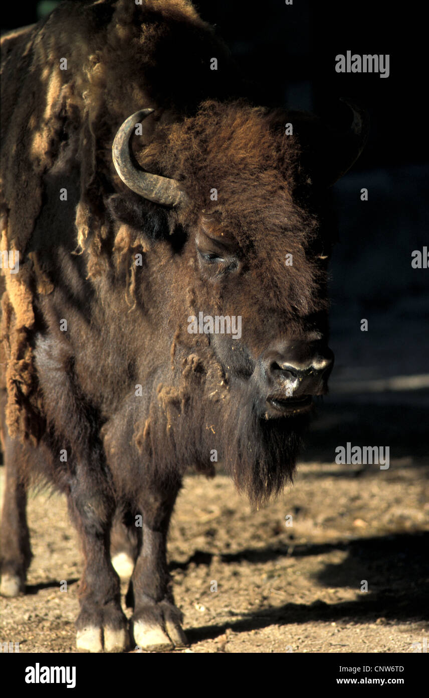Captiv hi-res stock photography and images - Alamy