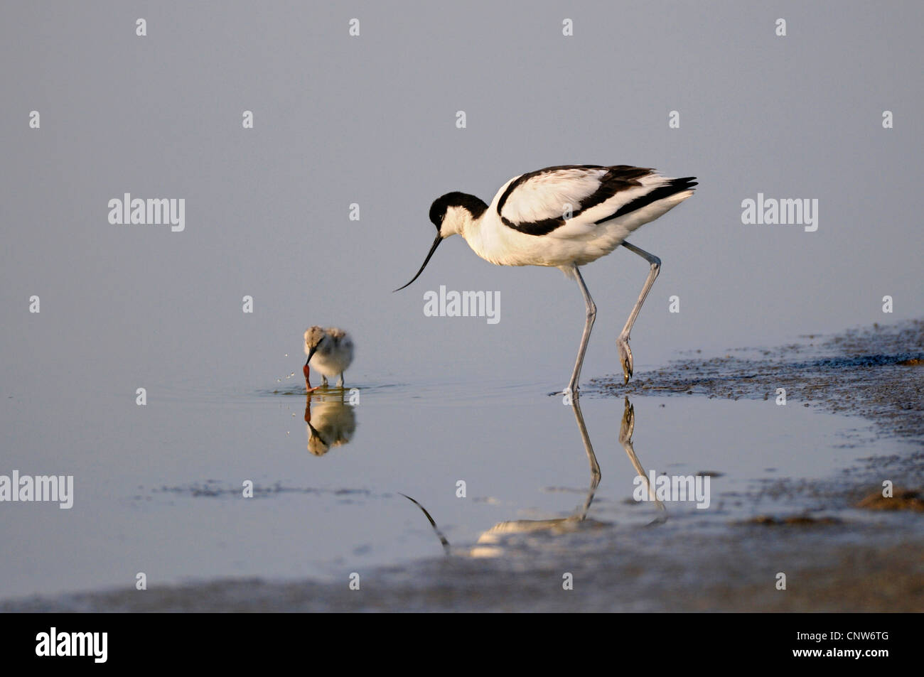 pied avocet (Recurvirostra avosetta), adlut and fledgling on the feed ...