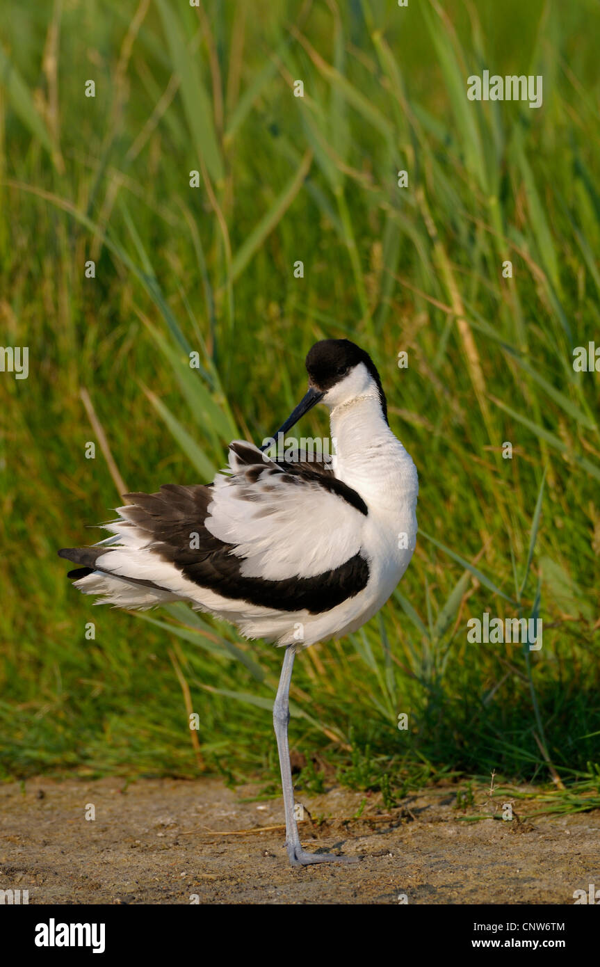 Avocet animal body hi-res stock photography and images - Alamy