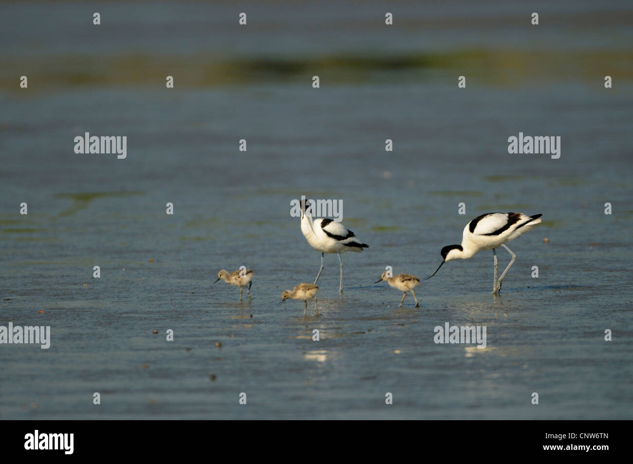 pied avocet (Recurvirostra avosetta), adults with chicks on the feed ...