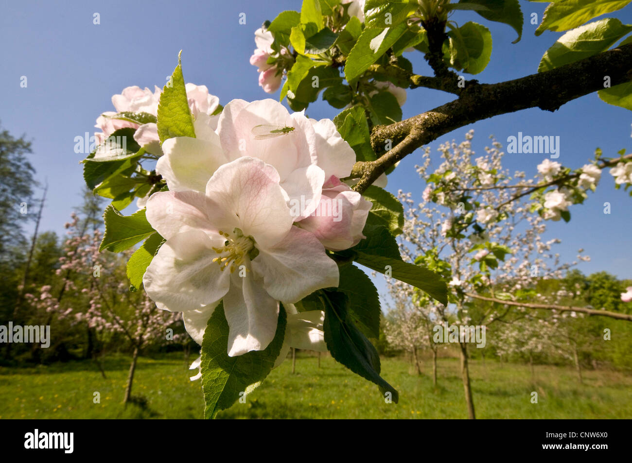 apple tree (Malus domestica), blooming apple tree, Germany, North Rhine ...