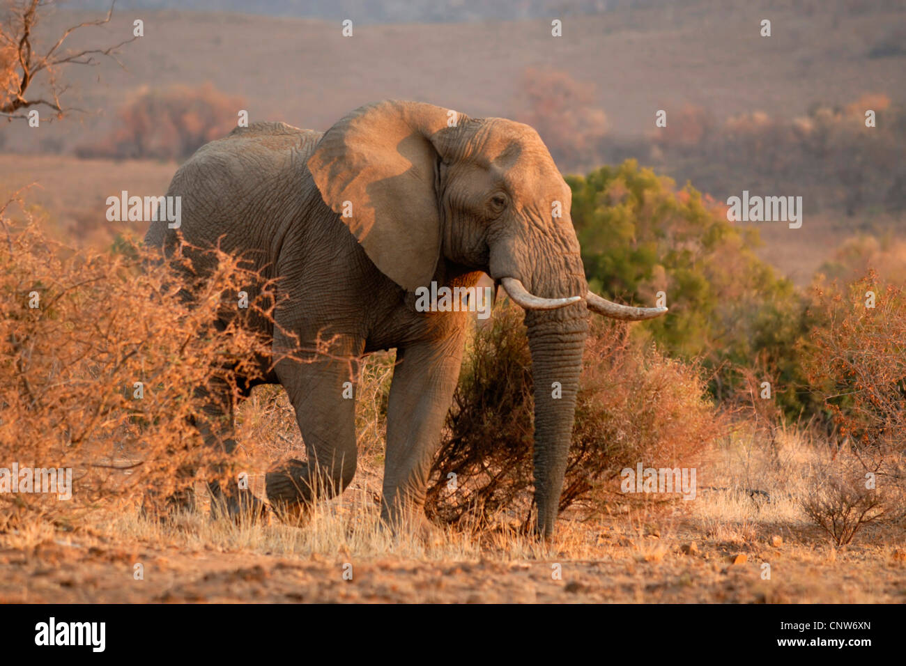 African elephant (Loxodonta africana), walking through savanna Stock ...