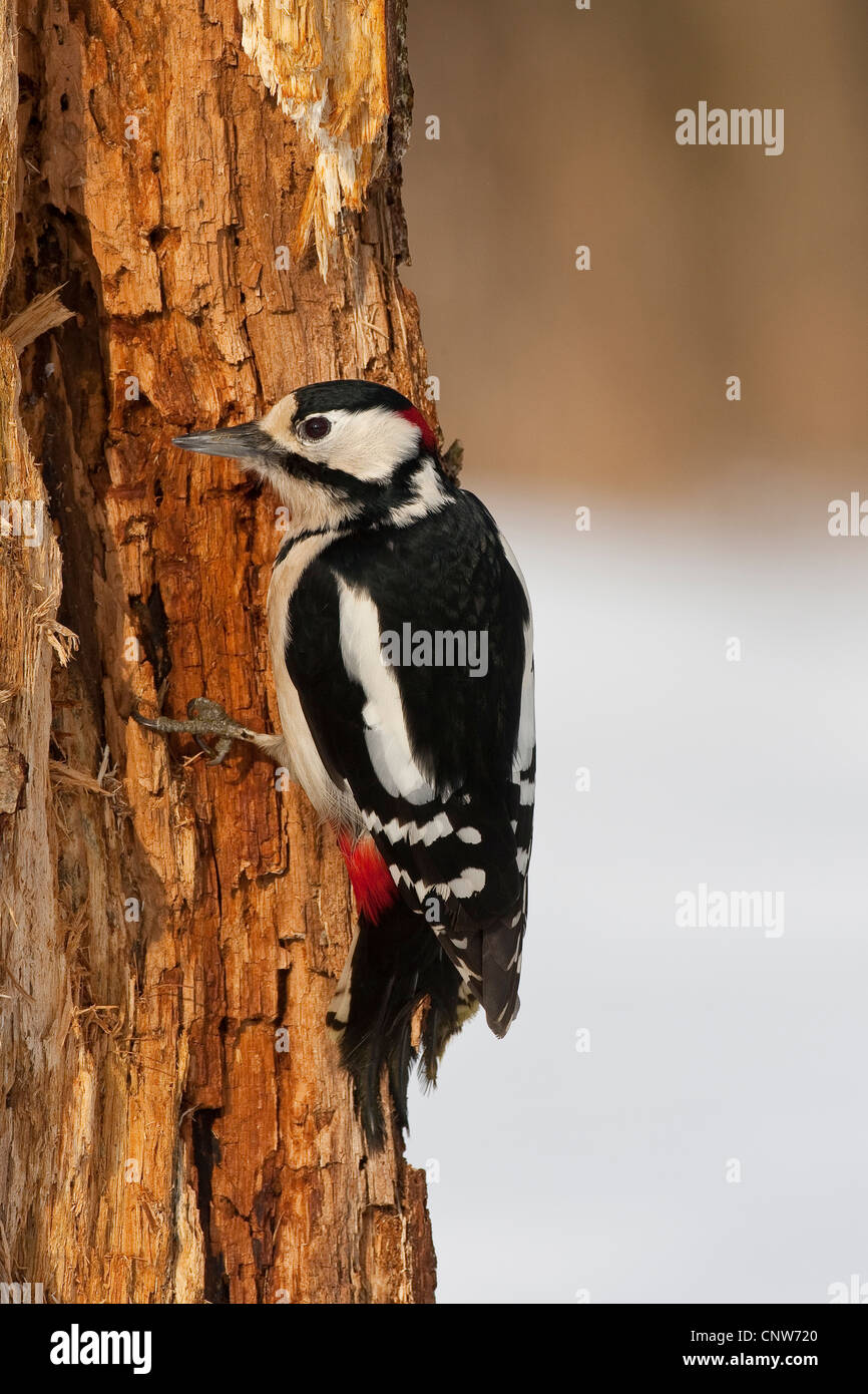 Great spotted woodpecker (Picoides major, Dendrocopos major), male ...
