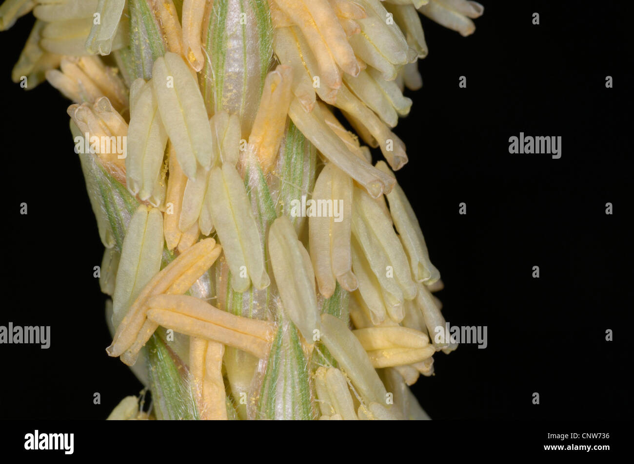 Zea mays flowers hi-res stock photography and images - Alamy