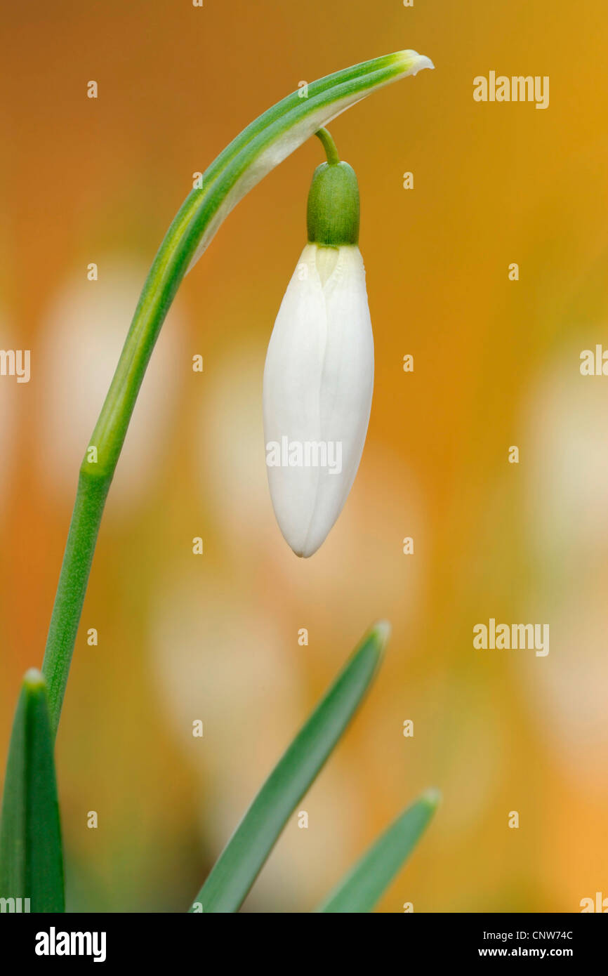 common snowdrop (Galanthus nivalis), flower bud, Germany Stock Photo ...