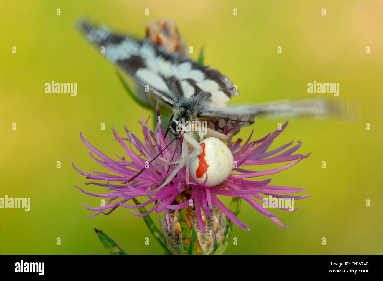 Sneaky insect hi-res stock photography and images - Alamy