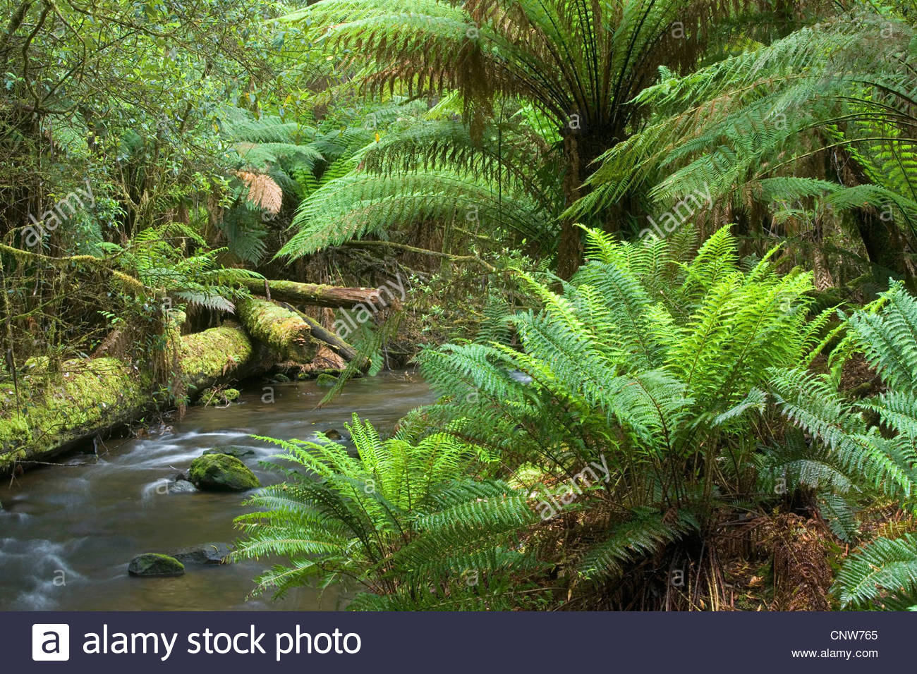 Bryophyta Water Stock Photos Bryophyta Water Stock Images Alamy Bryophyta Water Stock Photos Bryophyta Water Stock Images Alamy