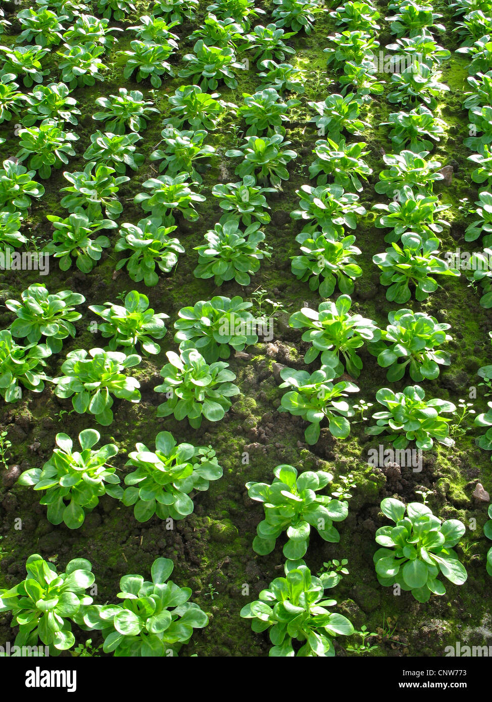common cornsalad, lamb's lettuce, European cornsalad (Valerianella ...