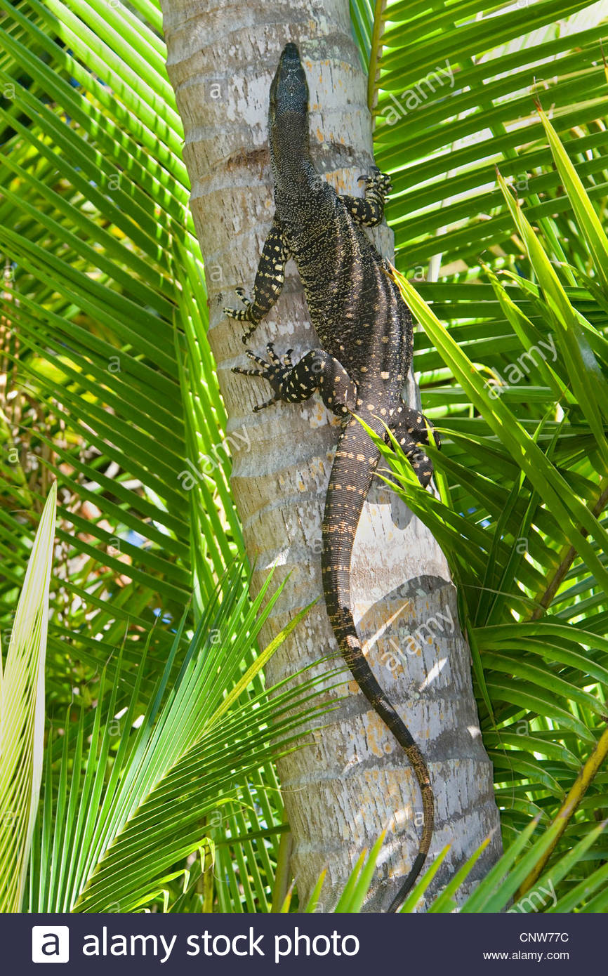 Lace Monitor Stock Photos & Lace Monitor Stock Images - Alamy
