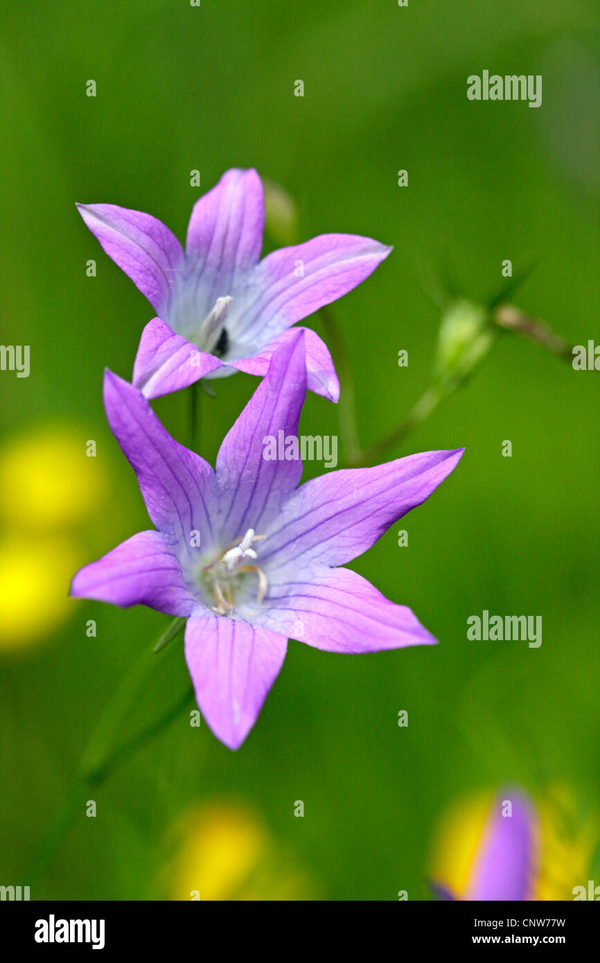 Patula flowers hi-res stock photography and images - Alamy