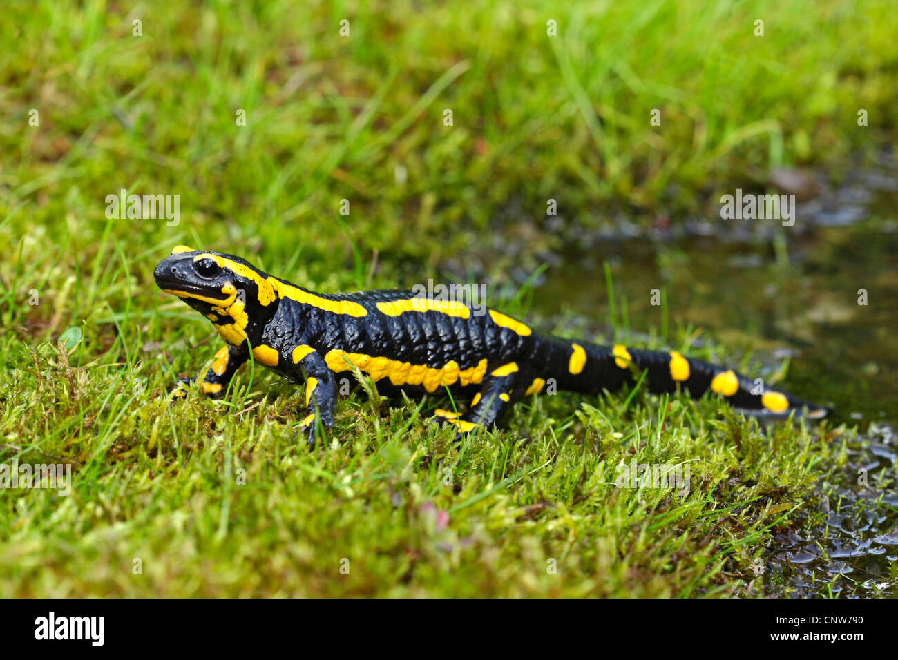 Baby Fire Salamander