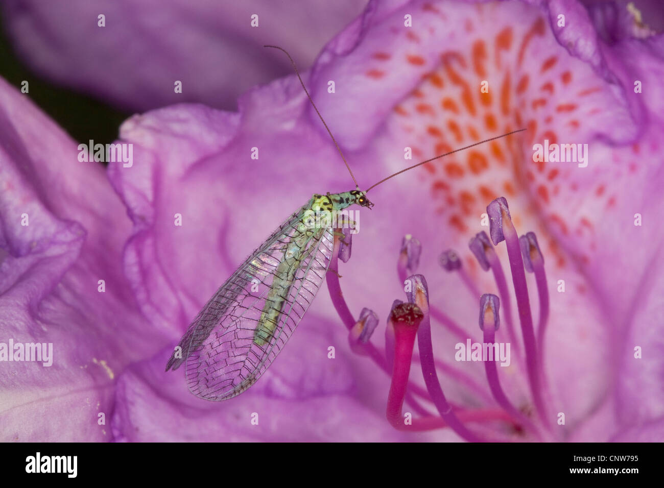 Chrysopa perla hi-res stock photography and images - Alamy