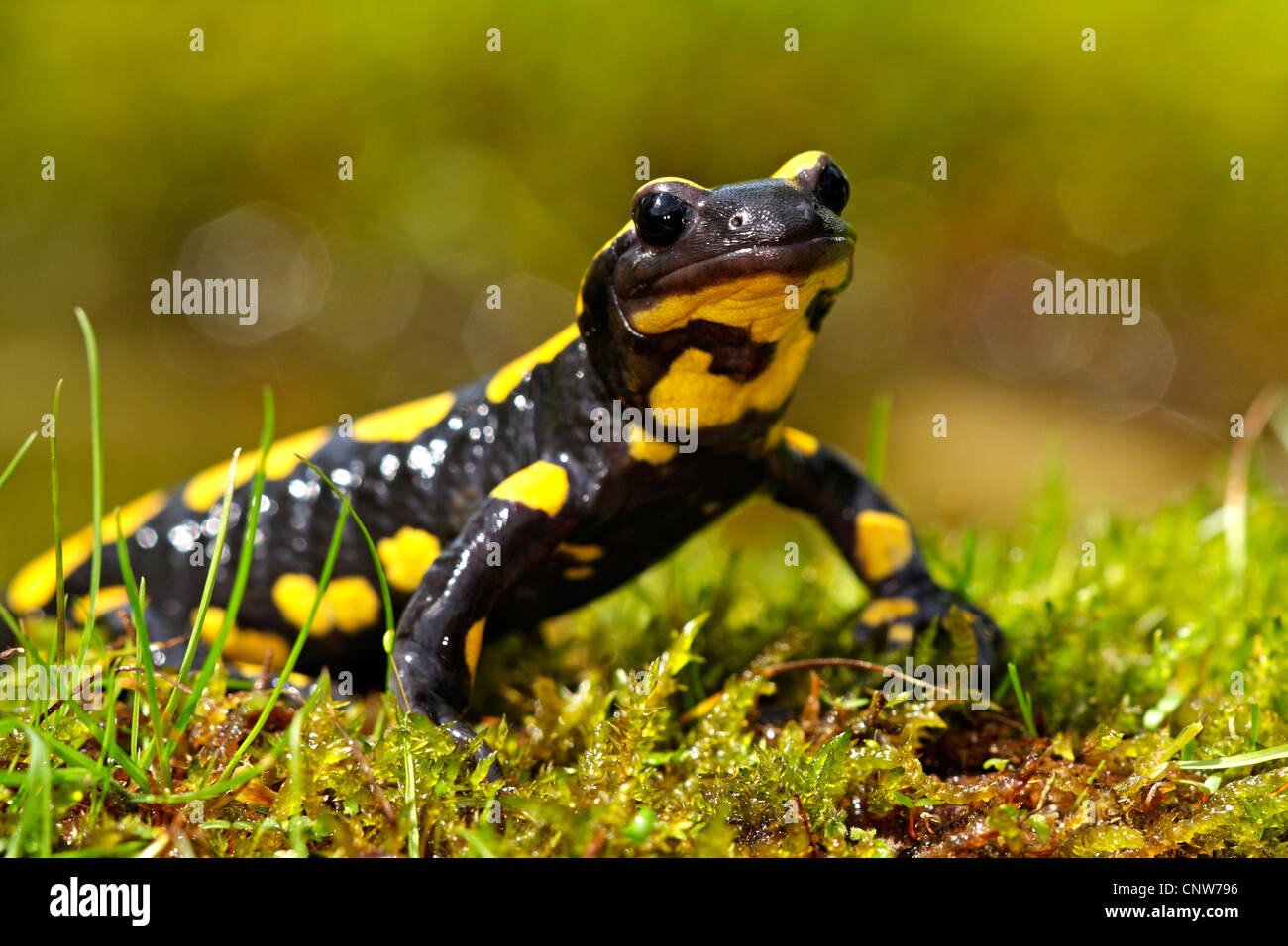 European fire salamander (Salamandra salamandra), sitting in moss ...