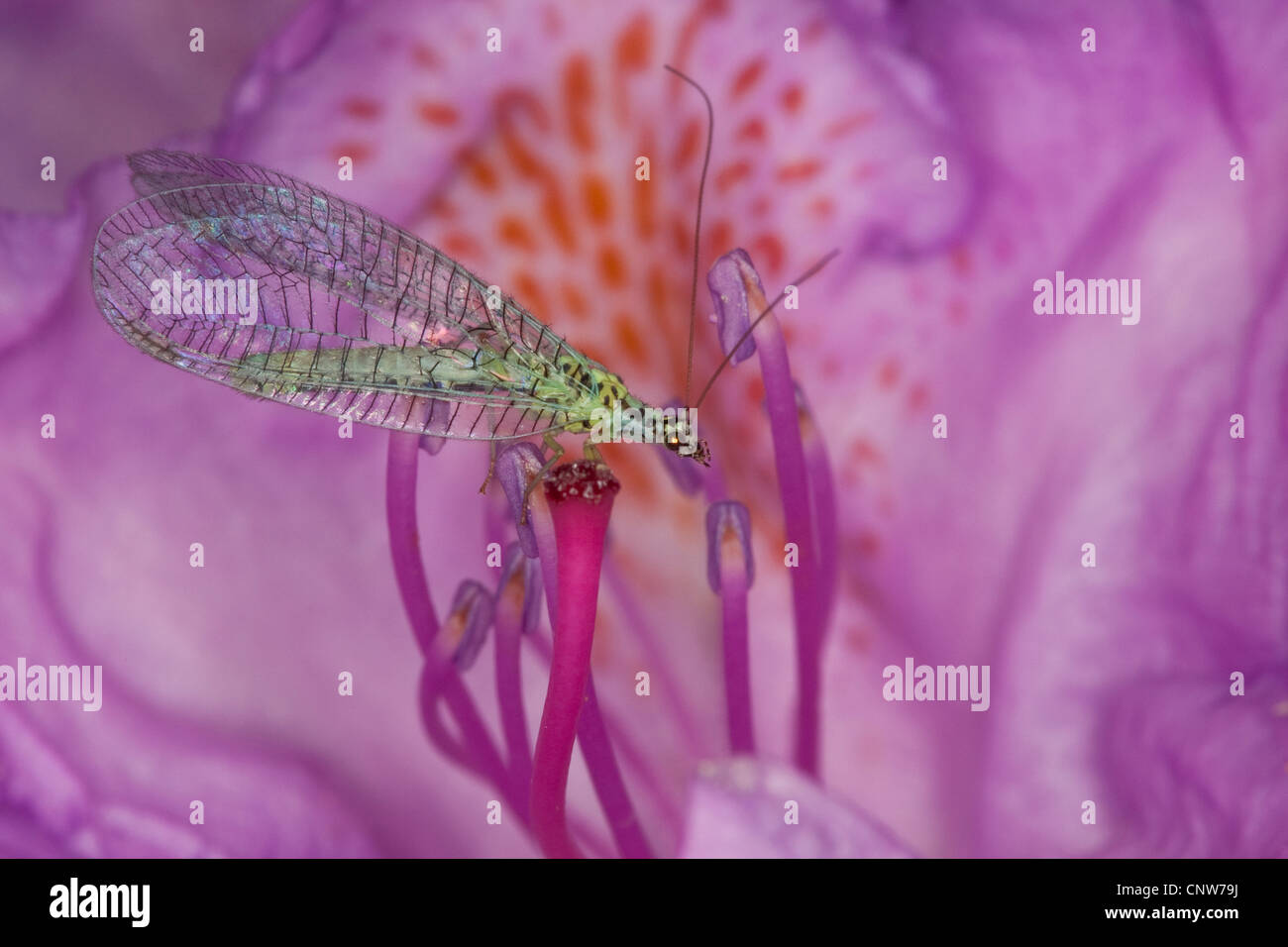 Chrysopa perla hi-res stock photography and images - Alamy