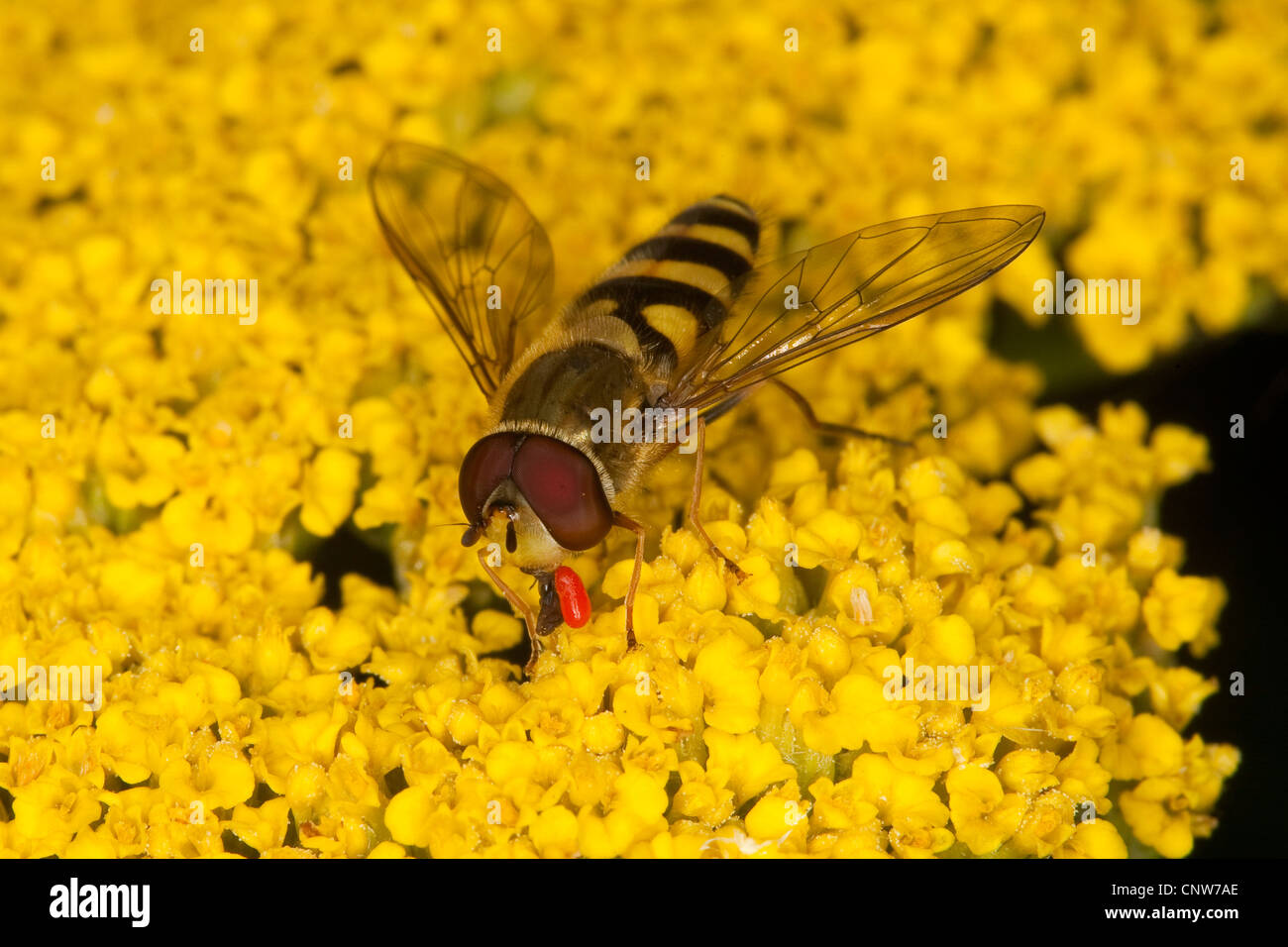 Hover fly feeding flower hi-res stock photography and images - Alamy