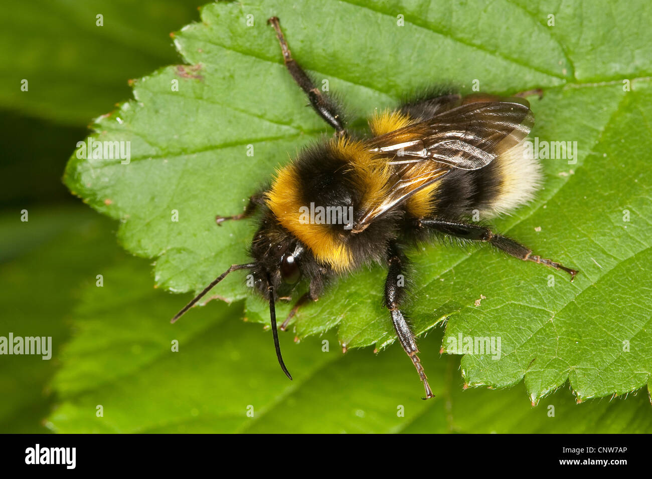 small garden bumble bee (Bombus hortorum, Megabombus hortorum), sitting ...