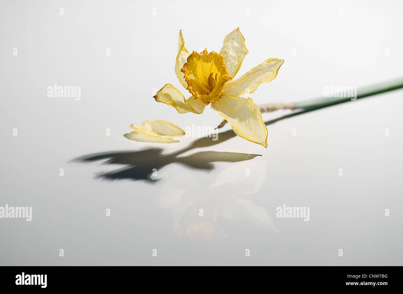 single wilted daffodil Stock Photo - Alamy