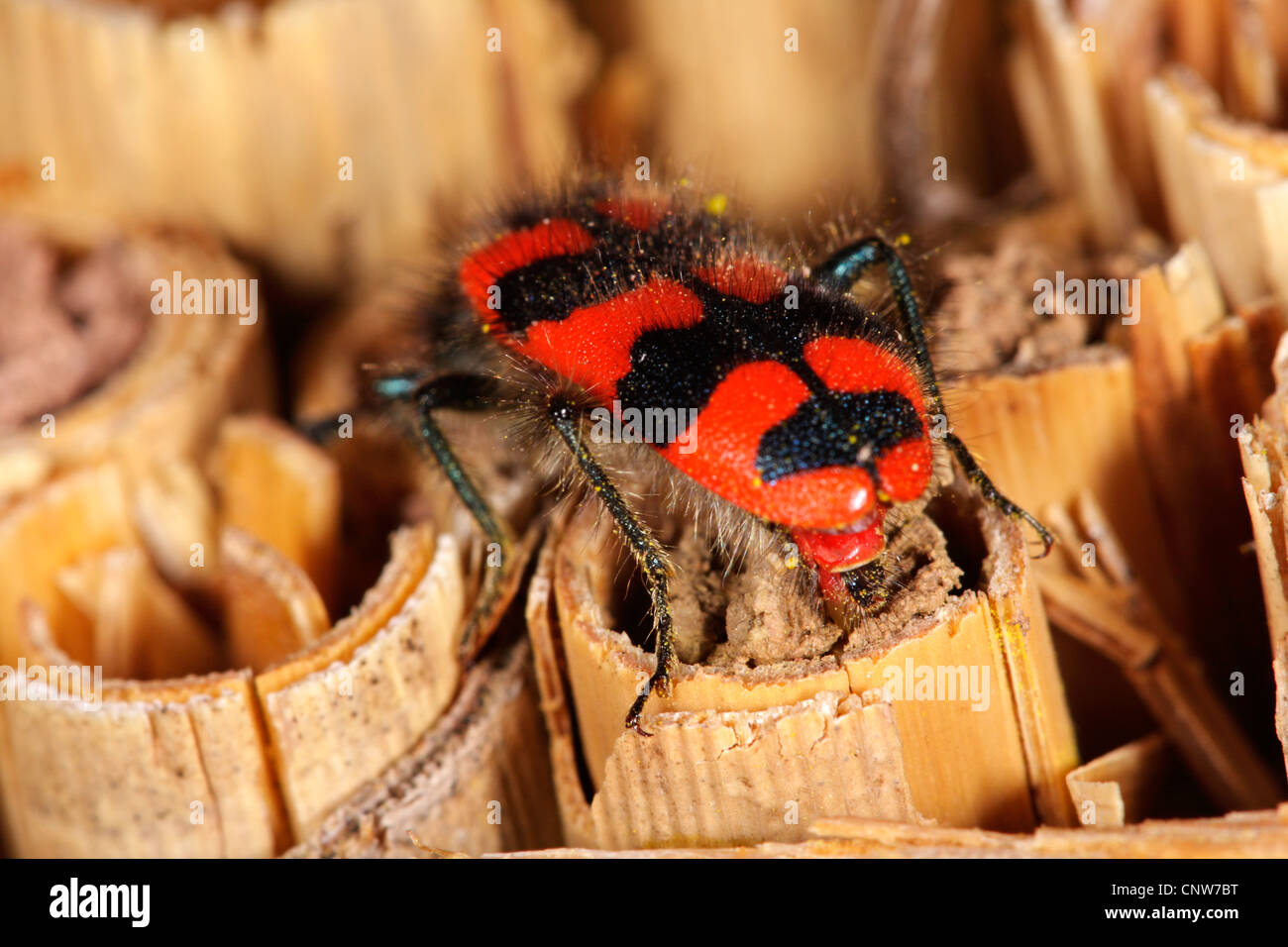bee beetle, bee wolf (Trichodes alvearius), laying eggs into a bee's ...