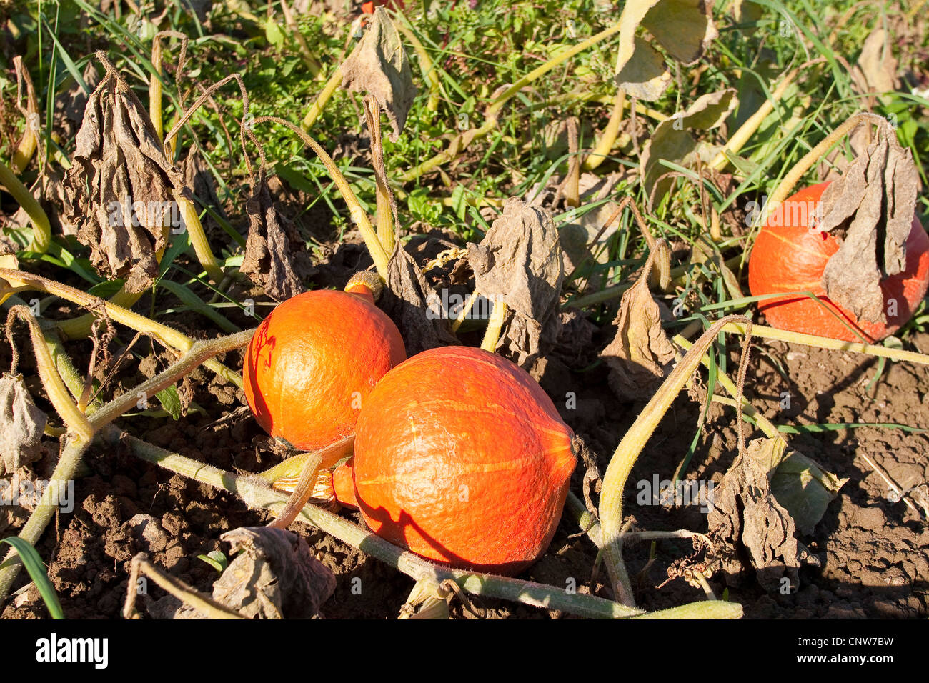 marrow, field pumpkin (Cucurbita maxima), ripe Hokkaido on the field ...