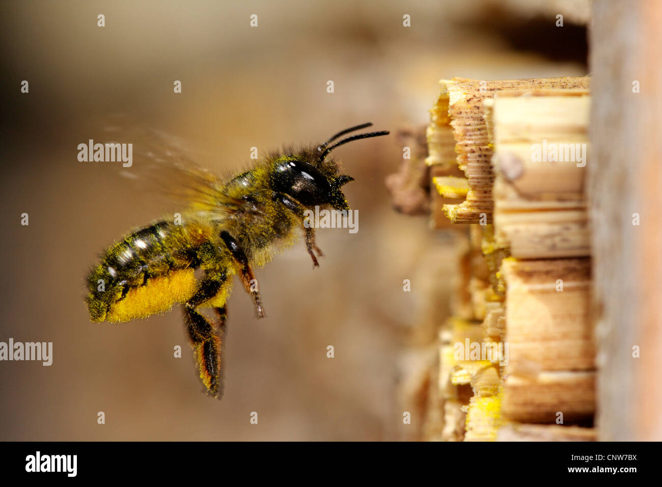 Hibernating flies hi-res stock photography and images - Alamy