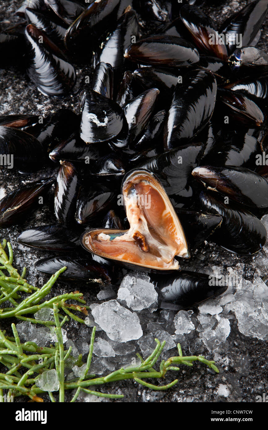 Bed mediterranean mussels hi-res stock photography and images - Alamy