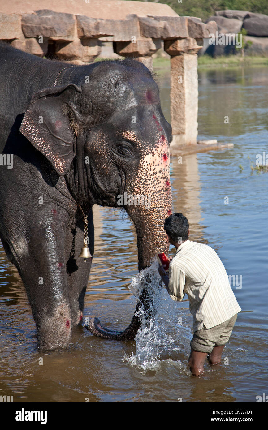 Mahout (elephant keeper) washing an elephant. Hampi. India Stock Photo ...