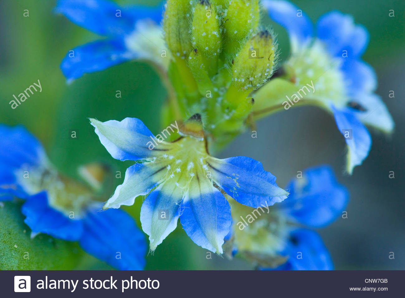 Dune Flower Stock Photos & Dune Flower Stock Images - Alamy