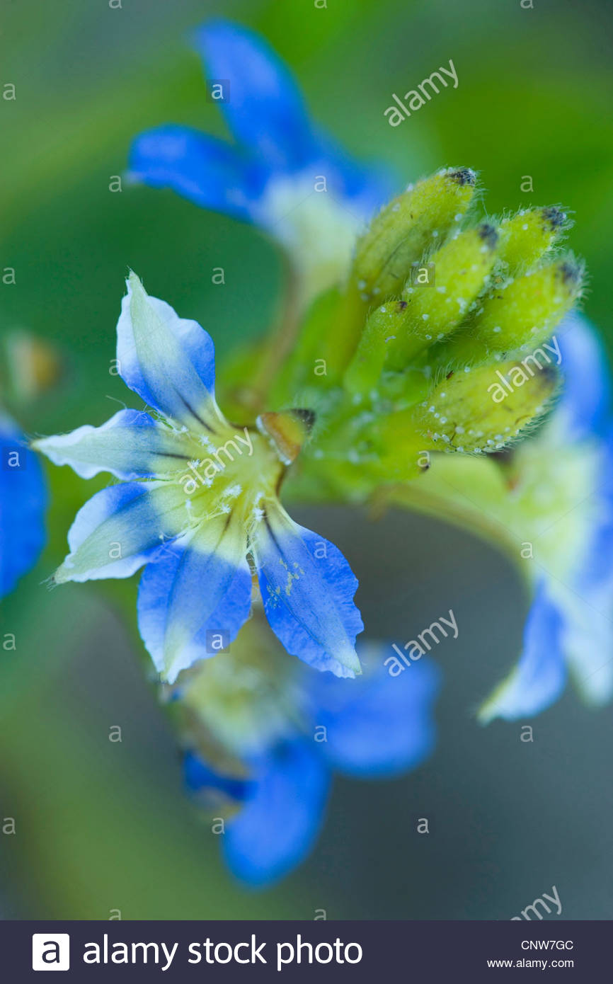 Dune Flower Stock Photos & Dune Flower Stock Images - Alamy