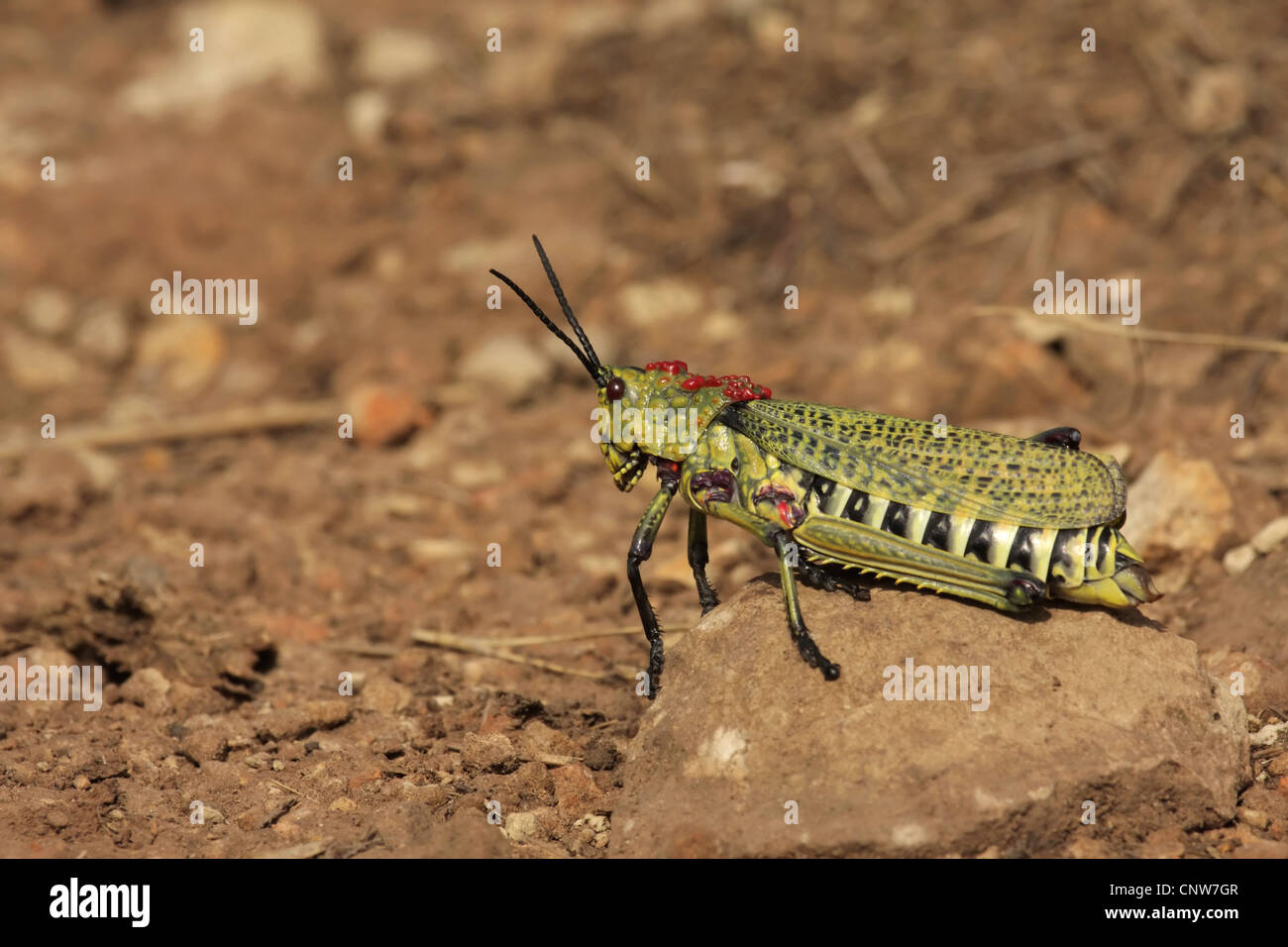 Common Milkweed Locust, Lubber grasshoppers (Phymateus morbillosus ...