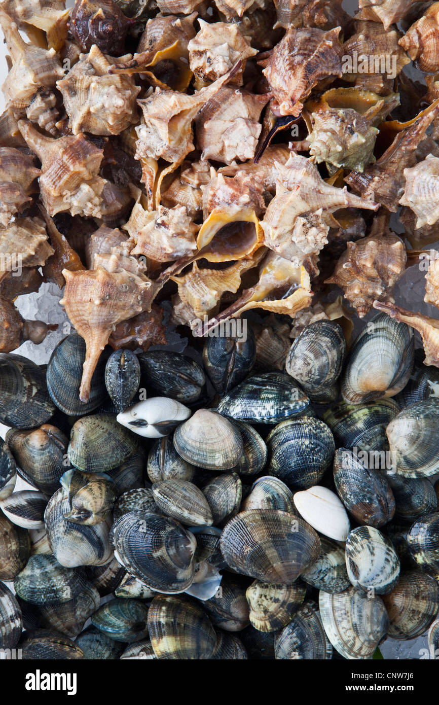 Pile of clams and sea shells Stock Photo - Alamy