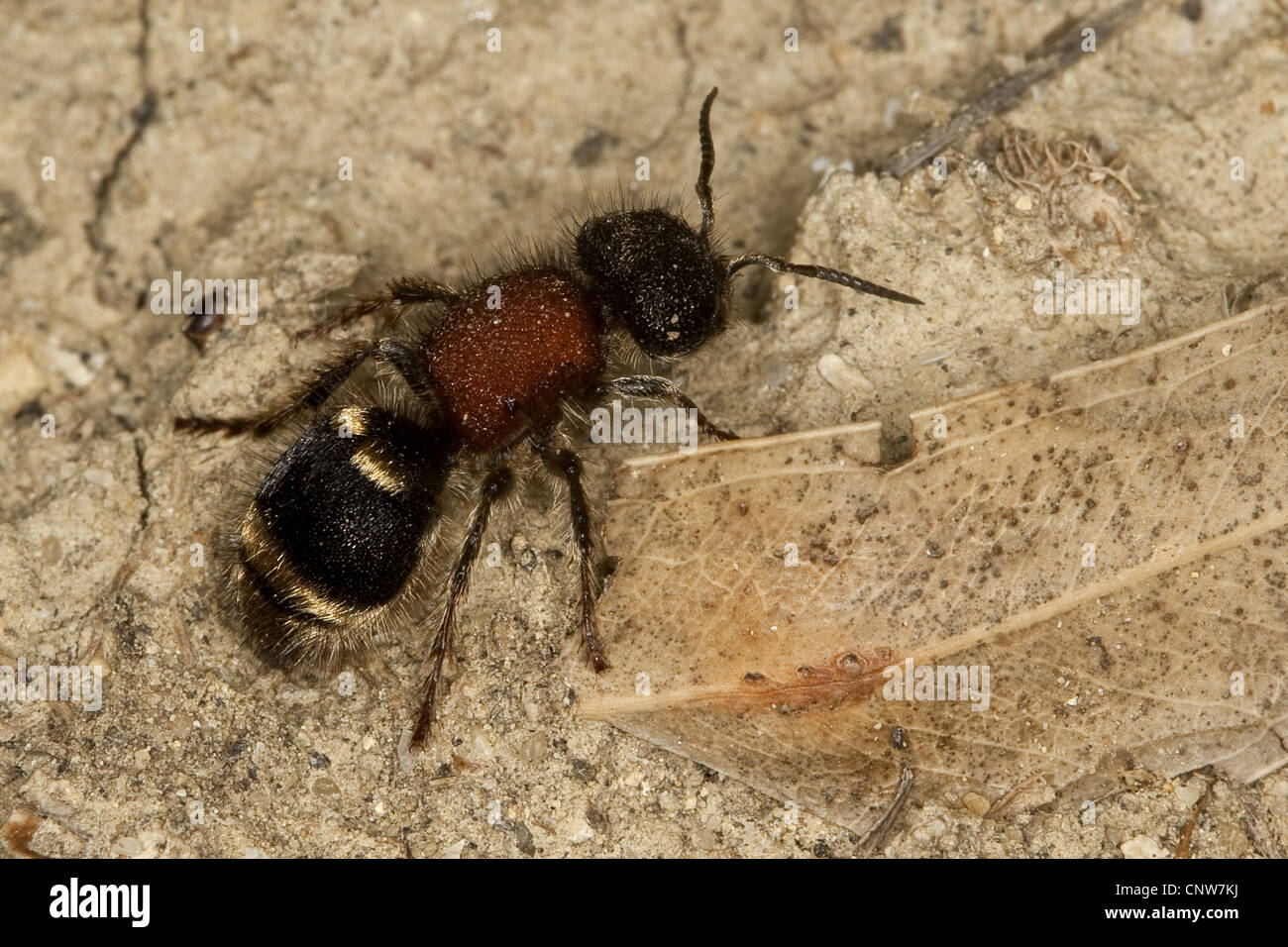 European velvet-ant (Mutilla europaea), from above, Germany Stock Photo ...
