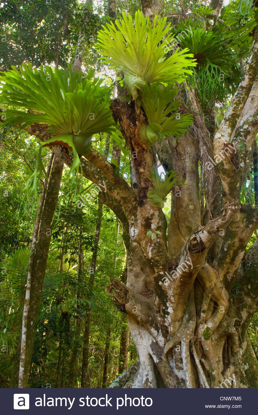 Stag's Horn Fern, Stags Horn Fern, Staghorn fern (Platycerium spec ...