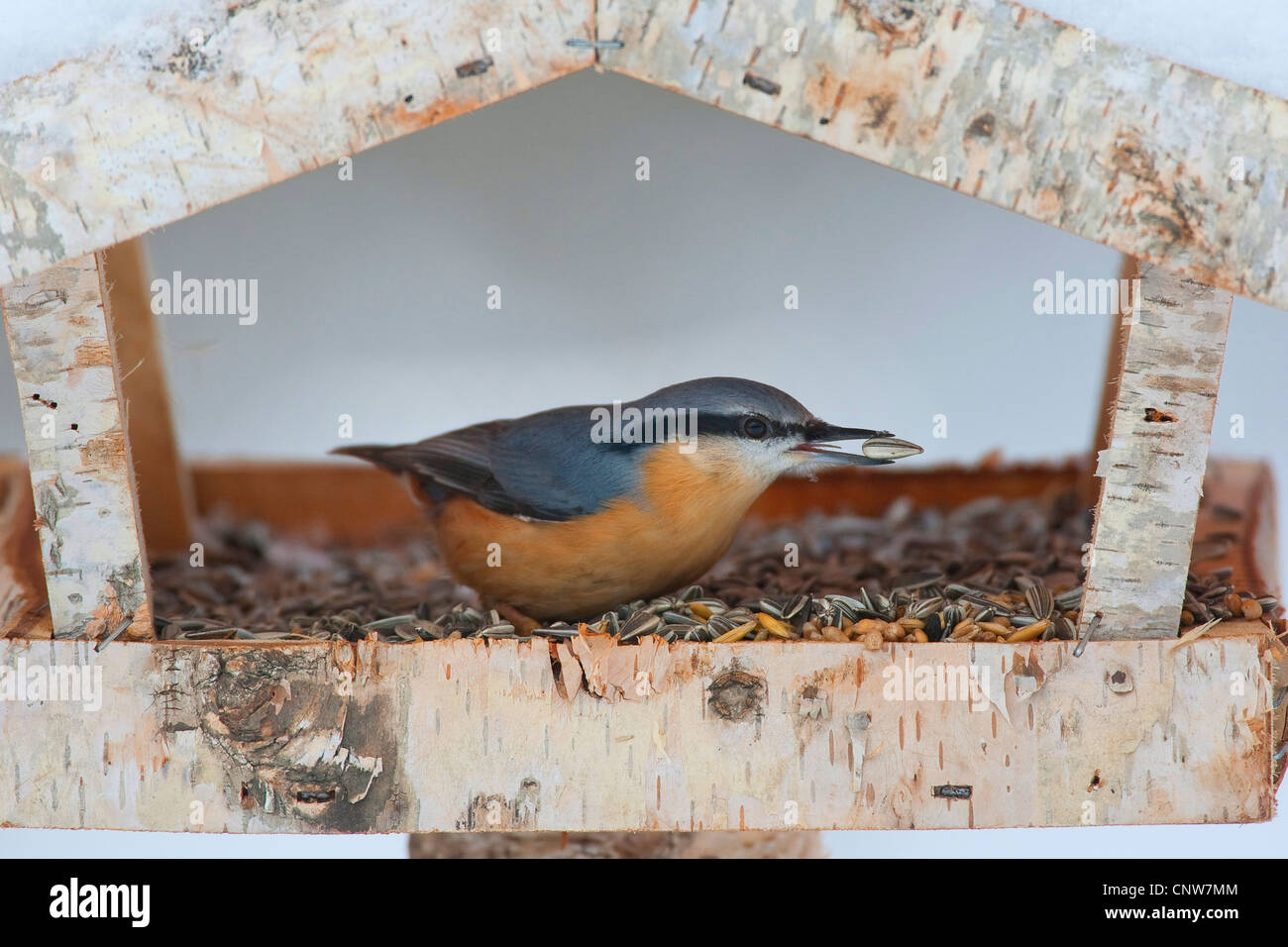 A nuthatch on a bird feeder hi-res stock photography and images - Alamy