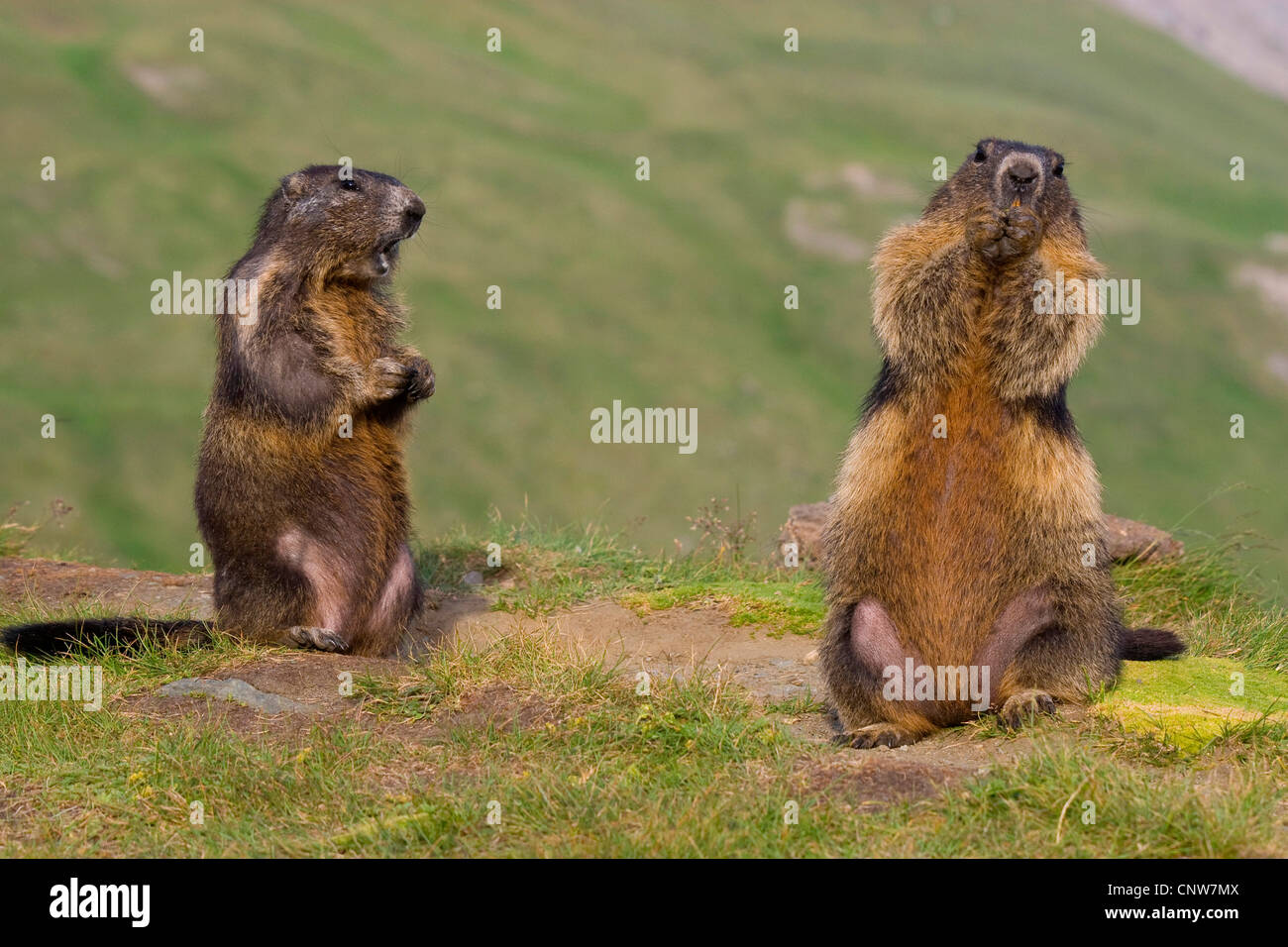 alpine marmot (Marmota marmota), standing erect feeding, Austria, Hohe Tauern National Park ...