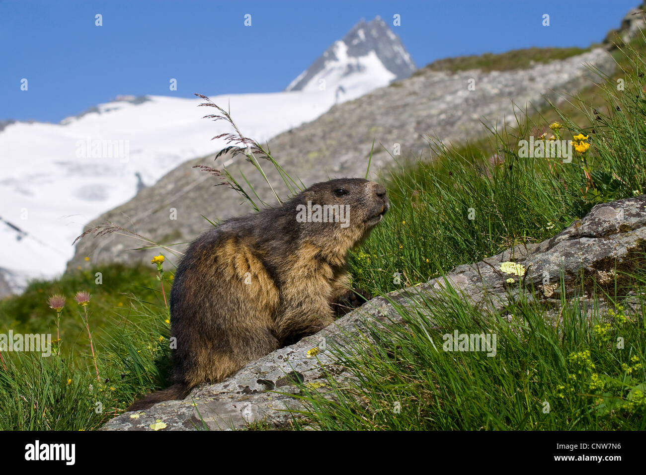 In front of snow covered mountain tops hi-res stock photography and ...