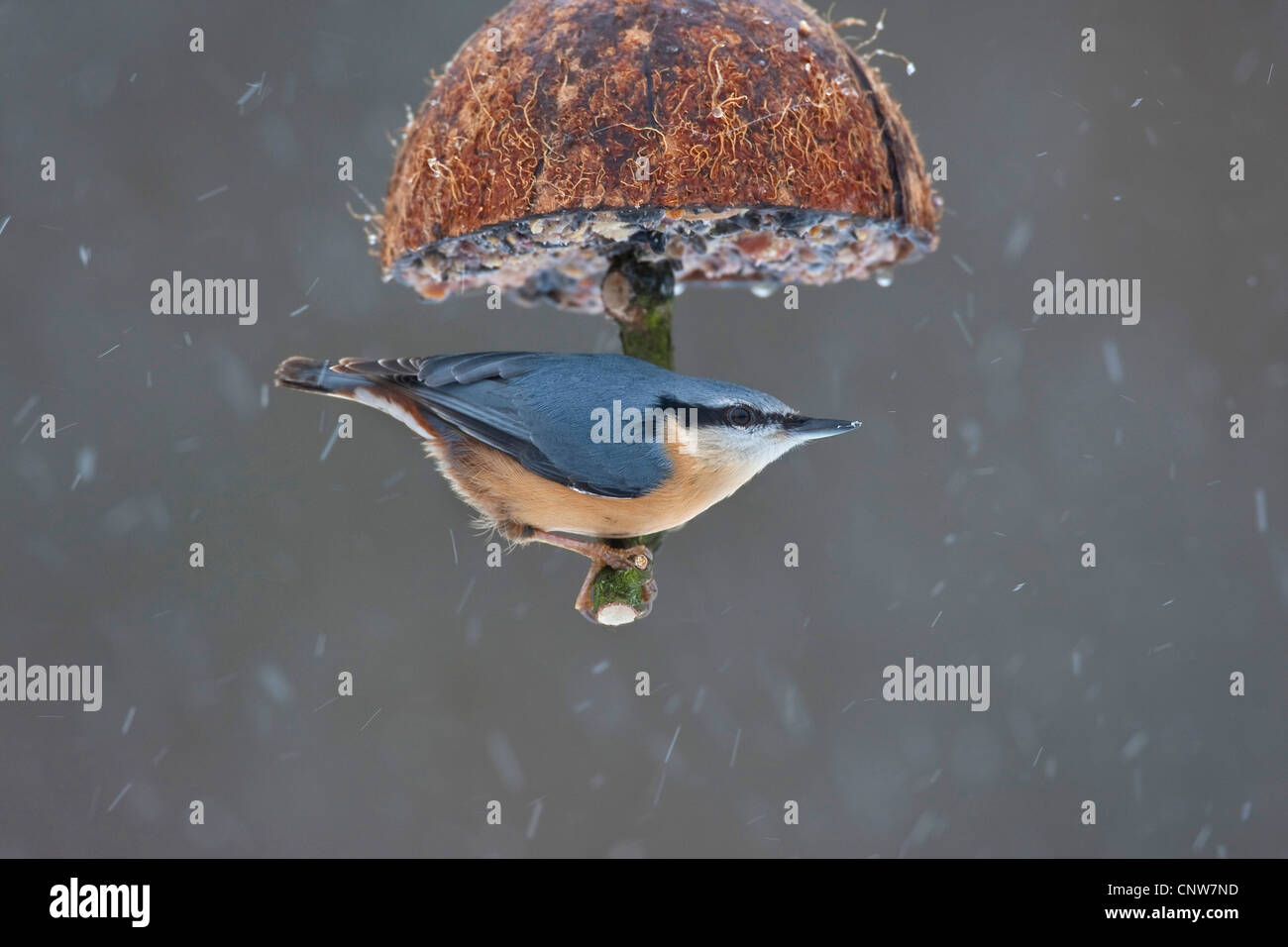 Fat feed from a half husk of coconut hi-res stock photography and ...