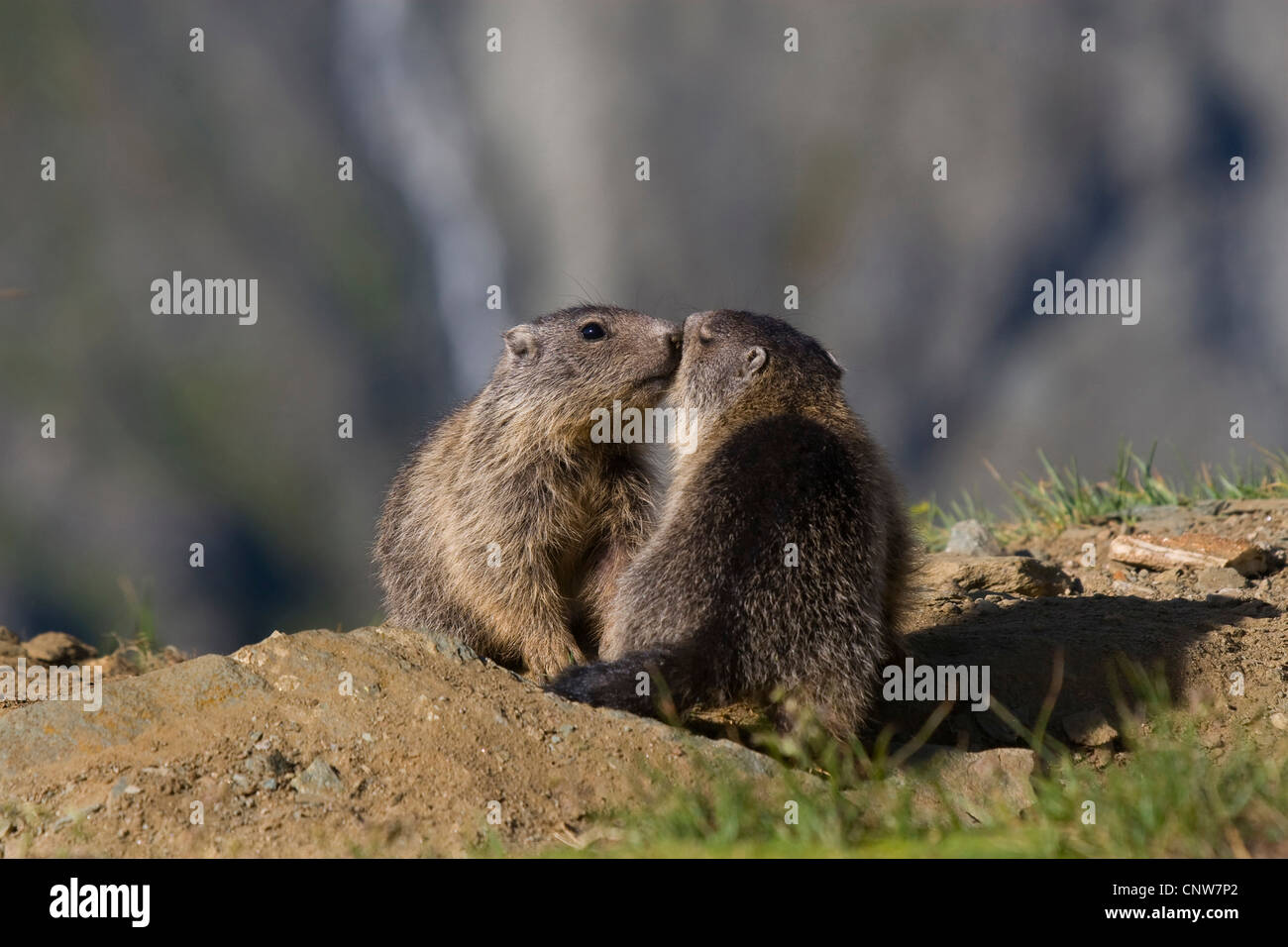 alpine marmot (Marmota marmota), to pups sniffing at each other, Austria, Hohe Tauern National ...