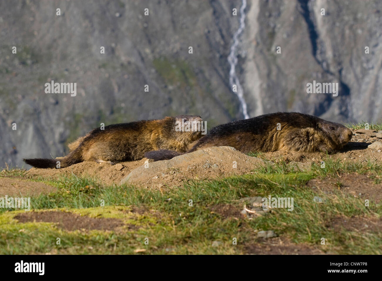 alpine marmot (Marmota marmota), two individuals sunbathing ath their ...