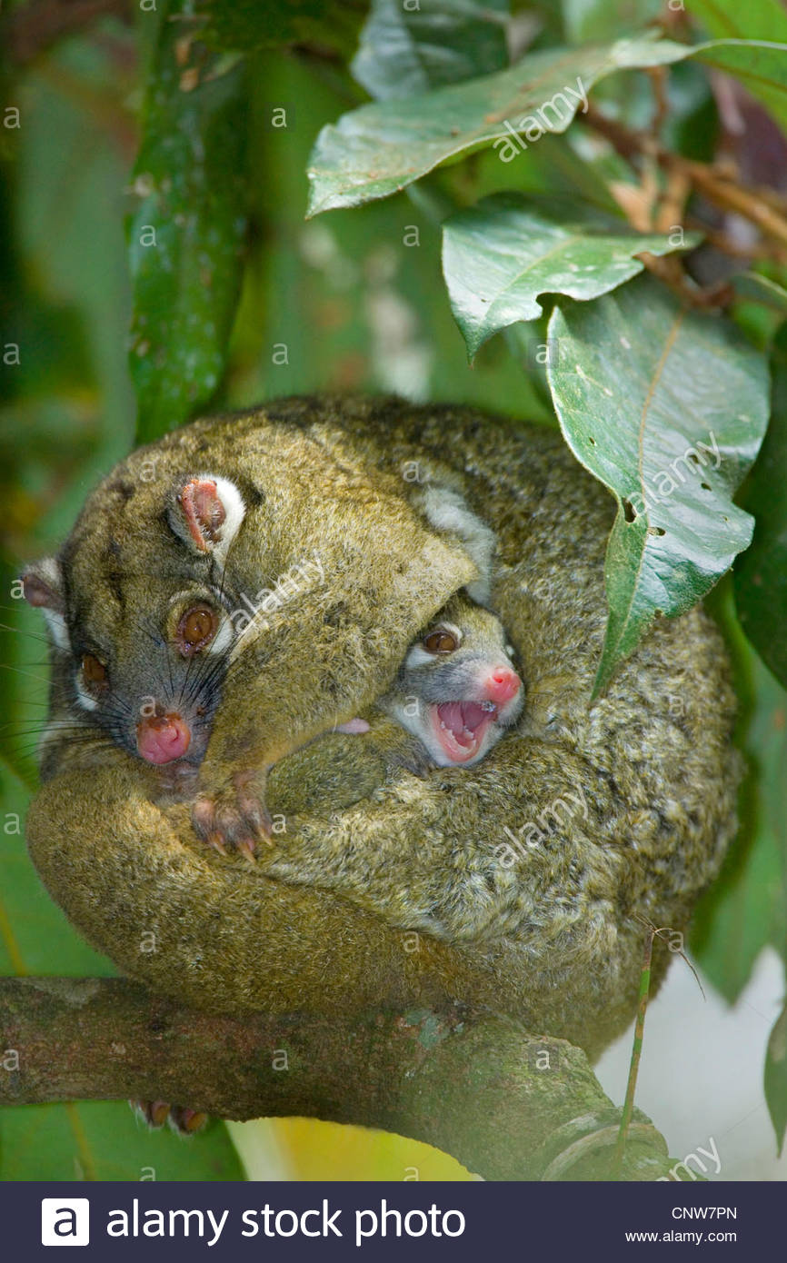 Possum Baby Stock Photos & Possum Baby Stock Images - Alamy