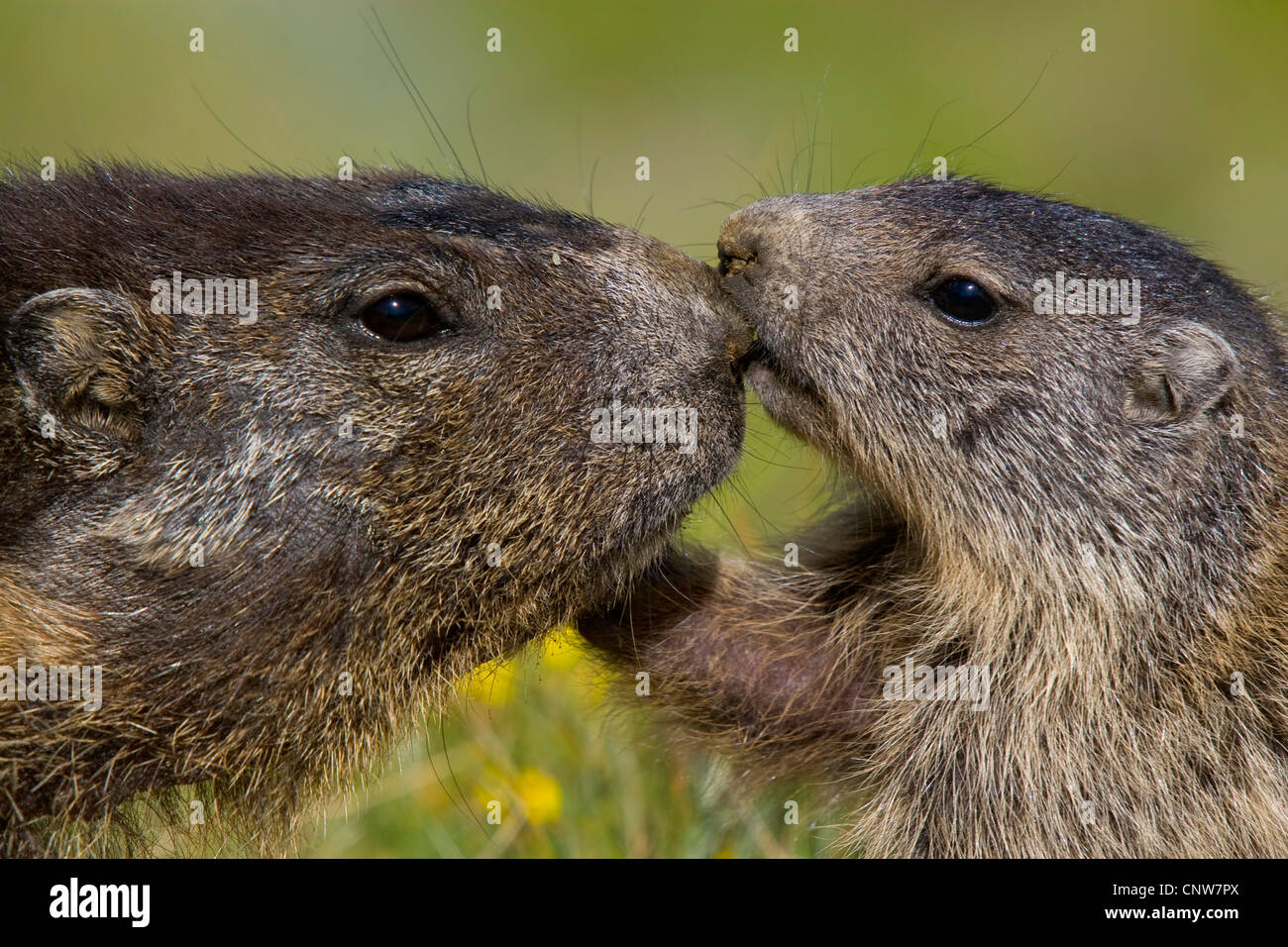 alpine marmot (Marmota marmota), mother and pup sniffing each other, Austria, Hohe Tauern ...