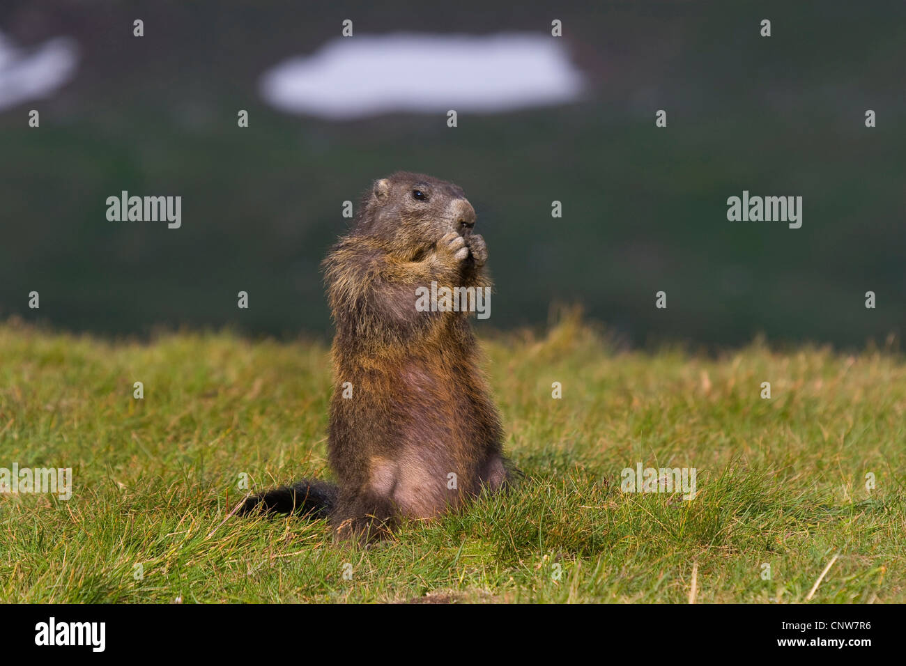 alpine marmot (Marmota marmota), standing erect feeding, Austria, Hohe Tauern National Park ...