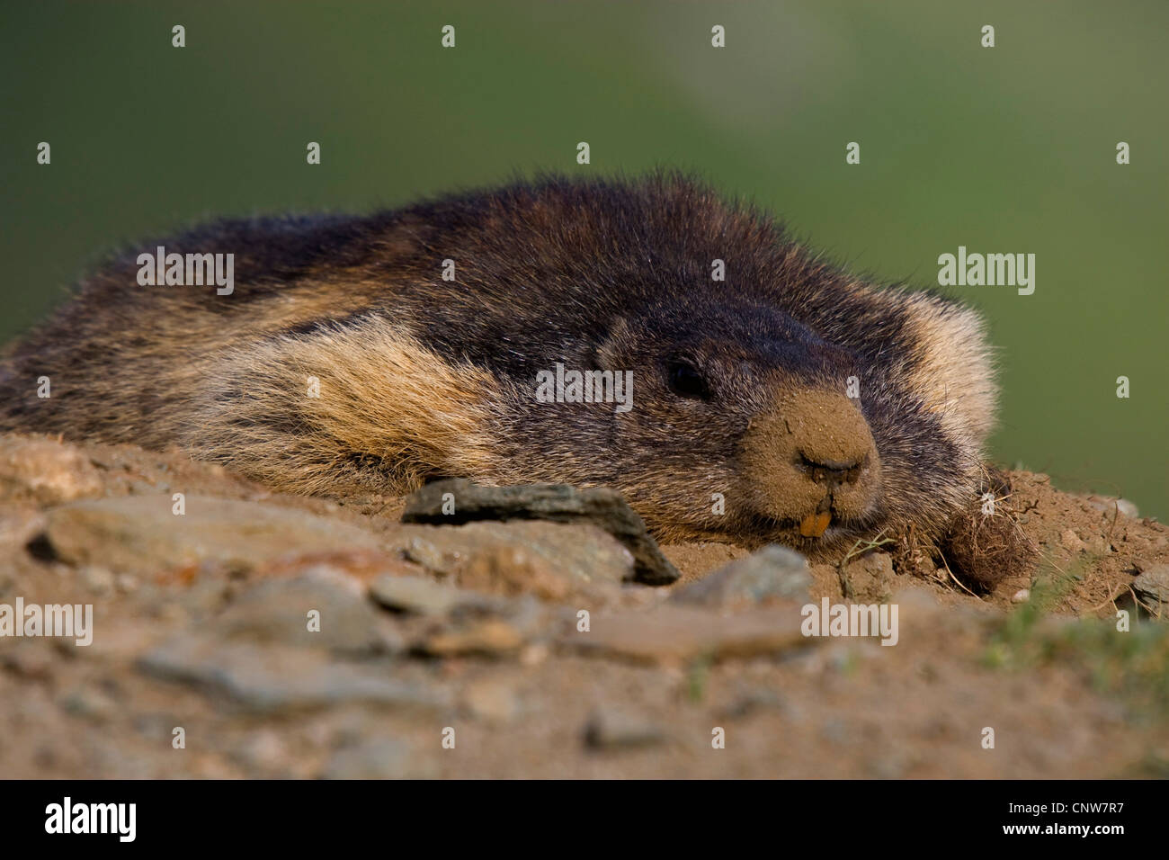 alpine marmot (Marmota marmota), sunbathing in front of its den, nose ...