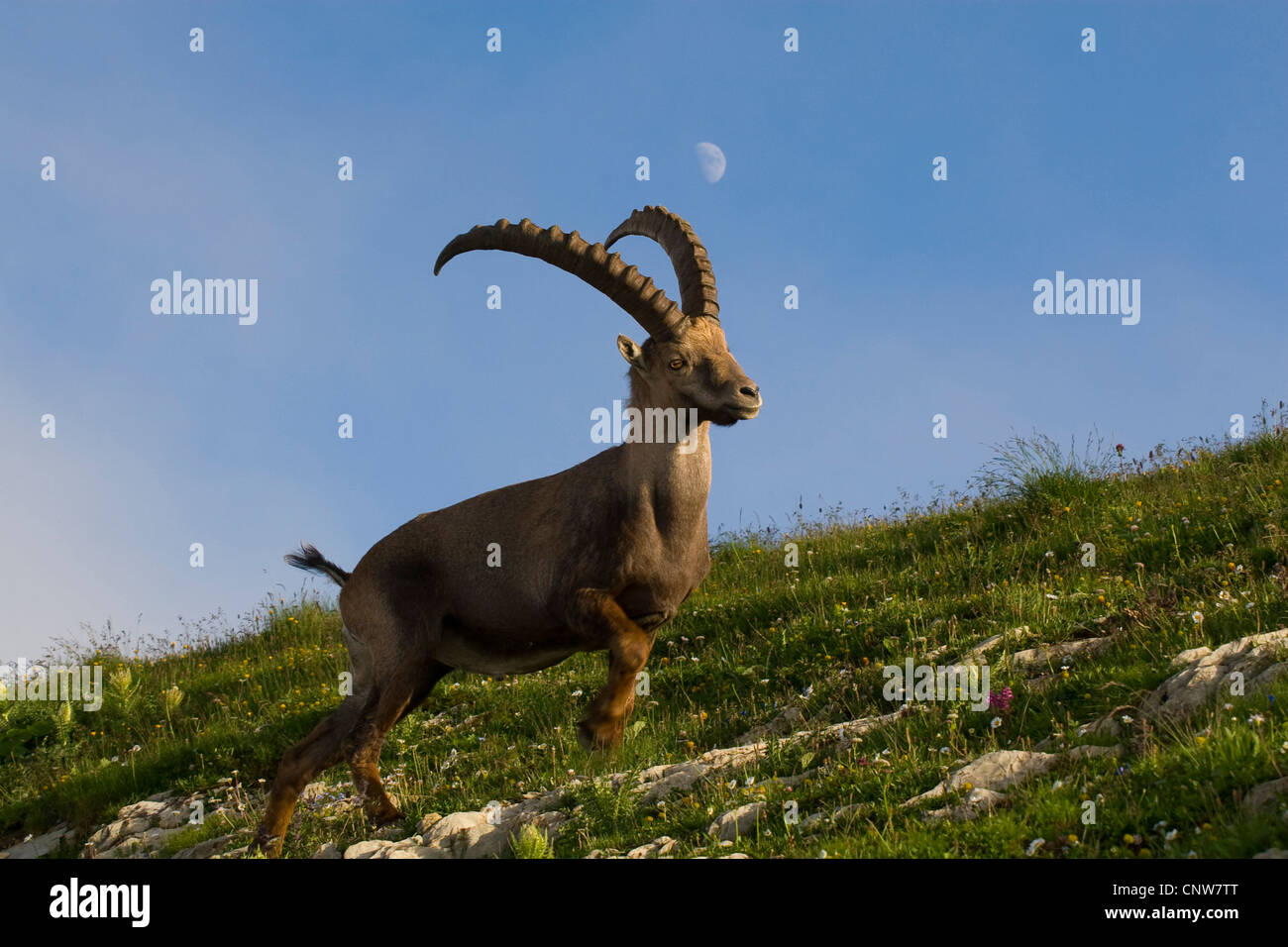 alpine ibex (Capra ibex), running across a slope, half moon at the sky ...