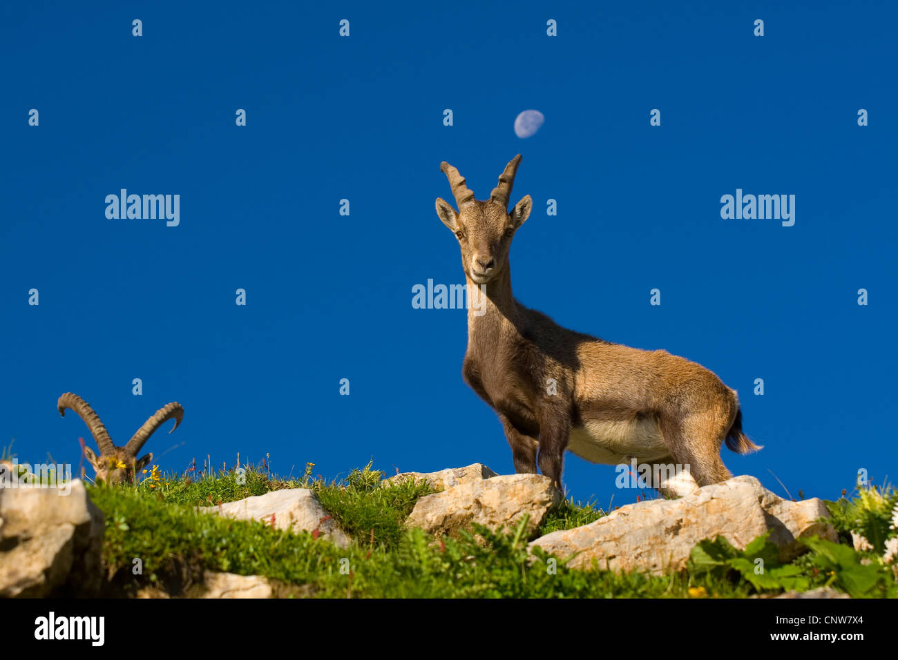 alpine ibex (Capra ibex), standing on a hill, half moon at the sky ...