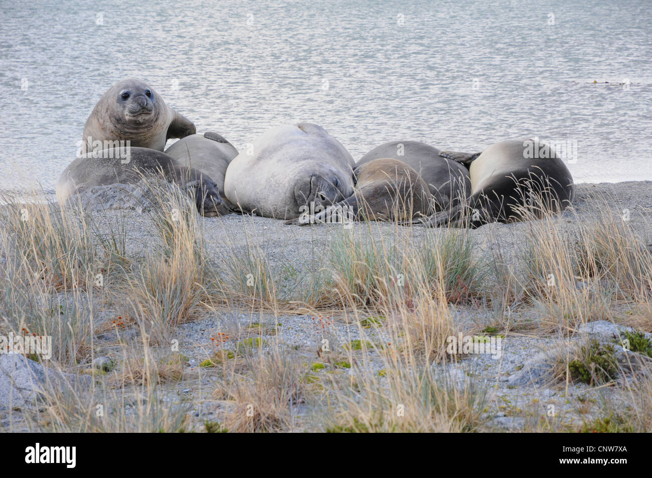 Elephant seals lying on beach at Ainsworth bay, Tierra del Fuego, Chile ...