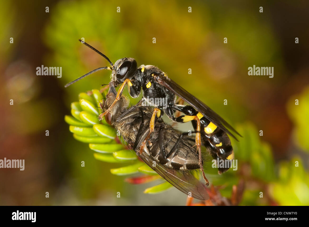 field digger wasp (Mellinus arvensis), carrying a fly in to the nest ...