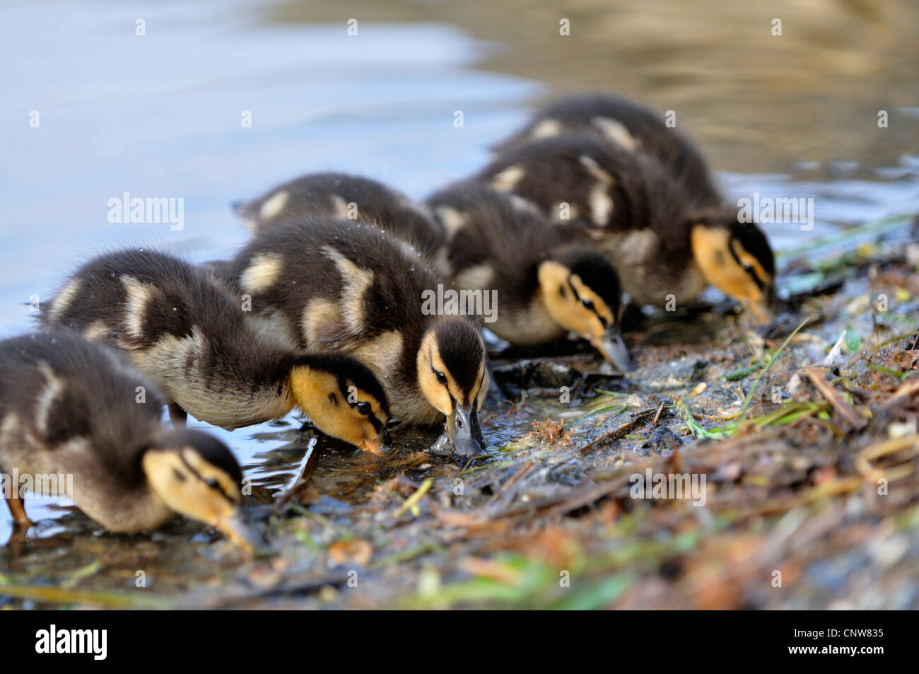 mallard (Anas platyrhynchos), chicks on the feed, Germany Stock Photo ...